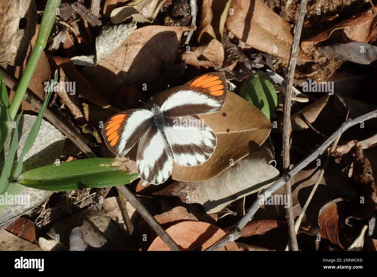 Round-winged Orange Tip (Colotis euippe) Insecta Stock Photo - Alamy