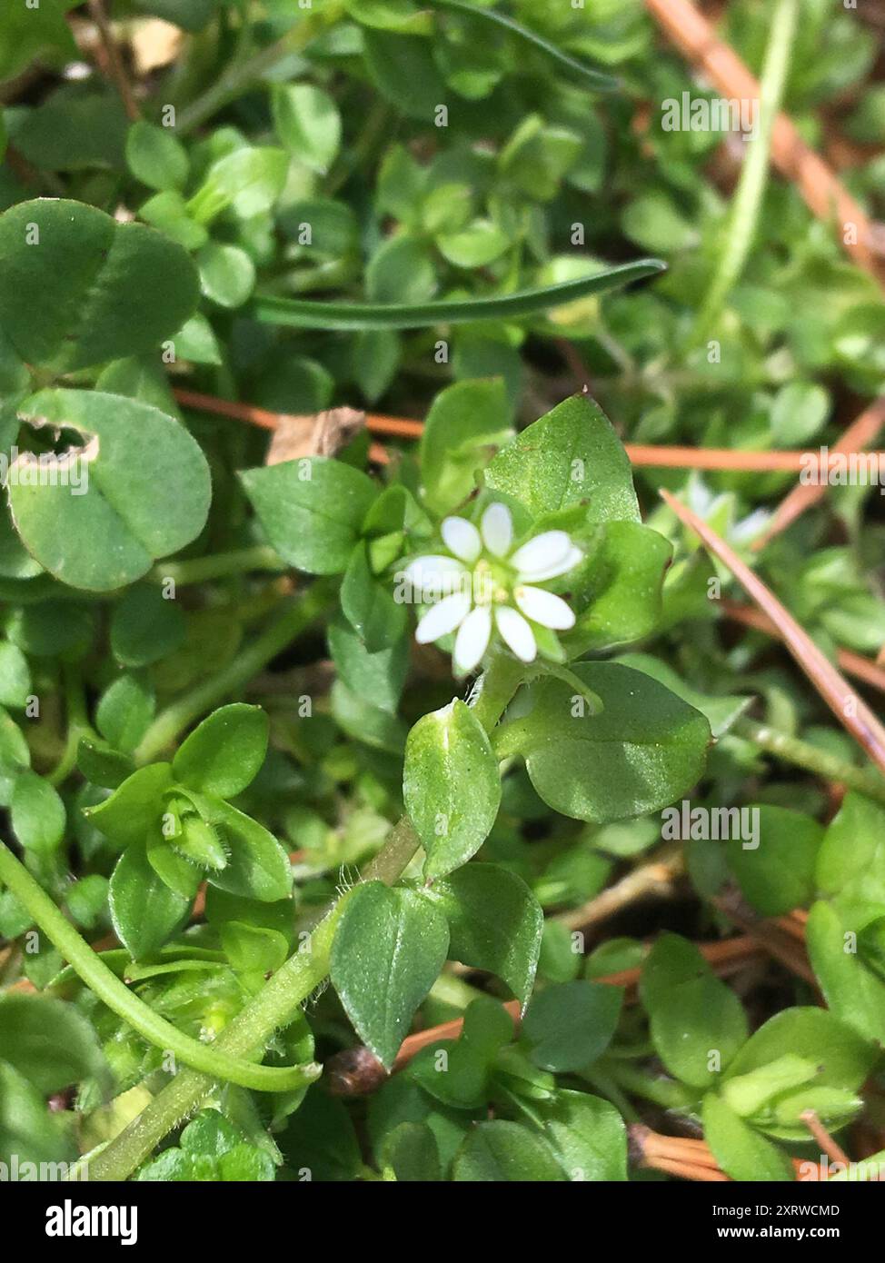 common chickweed (Stellaria media) Plantae Stock Photo - Alamy