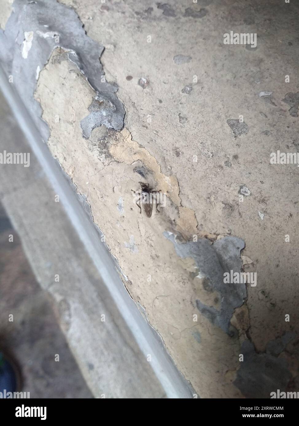 Pigeon Louse Fly (Pseudolynchia canariensis) Insecta Stock Photo - Alamy