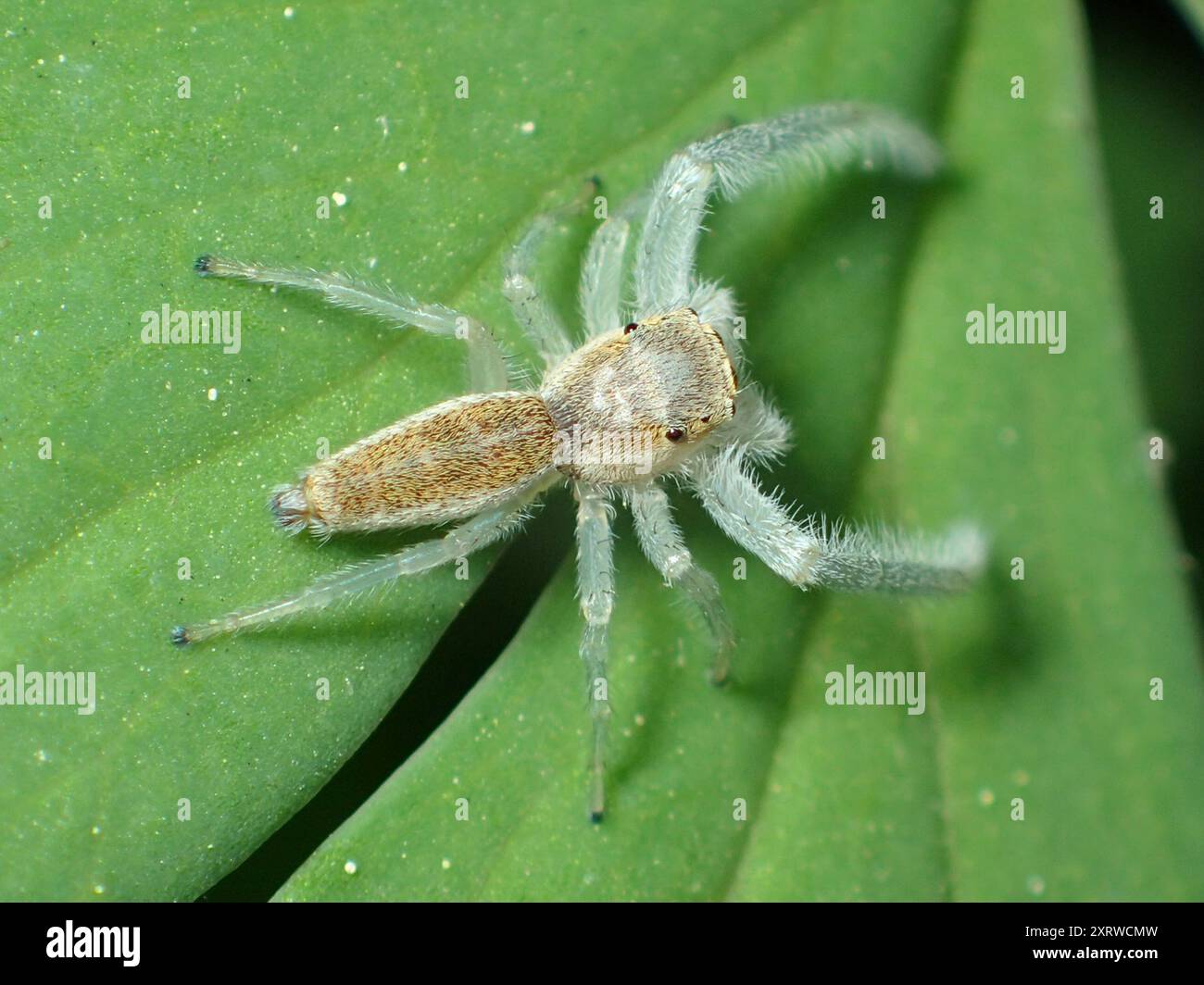 White-jawed Jumping Spider (Hentzia mitrata) Arachnida Stock Photo - Alamy