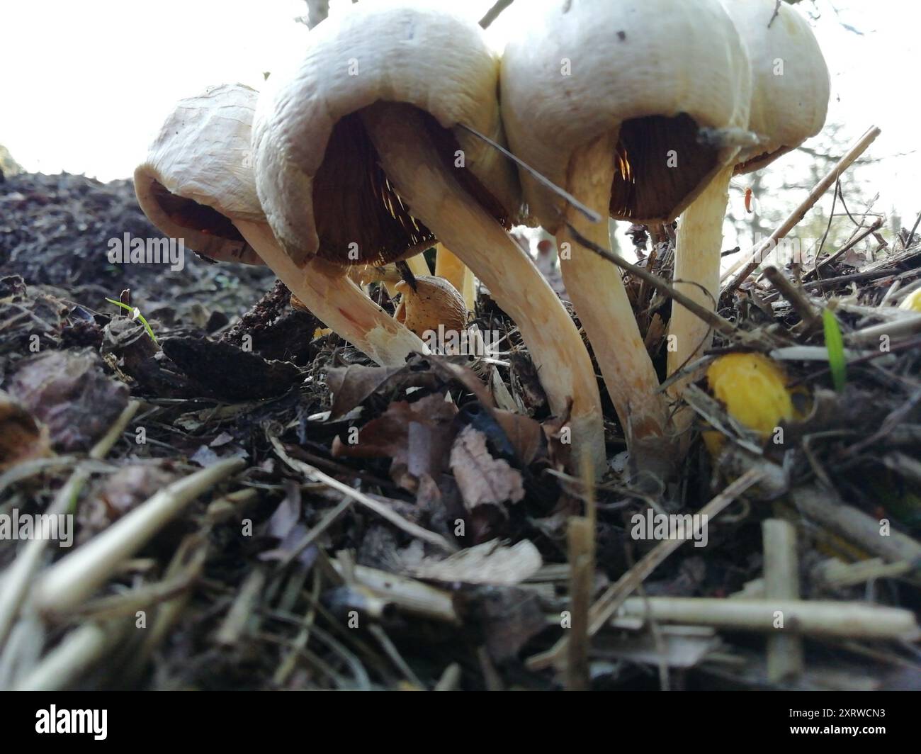 yellow fieldcap (Bolbitius titubans) Fungi Stock Photo - Alamy