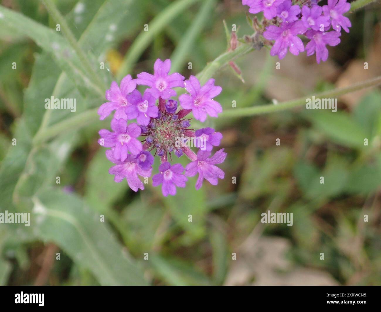 Slender Vervain (Verbena rigida) Plantae Stock Photo - Alamy