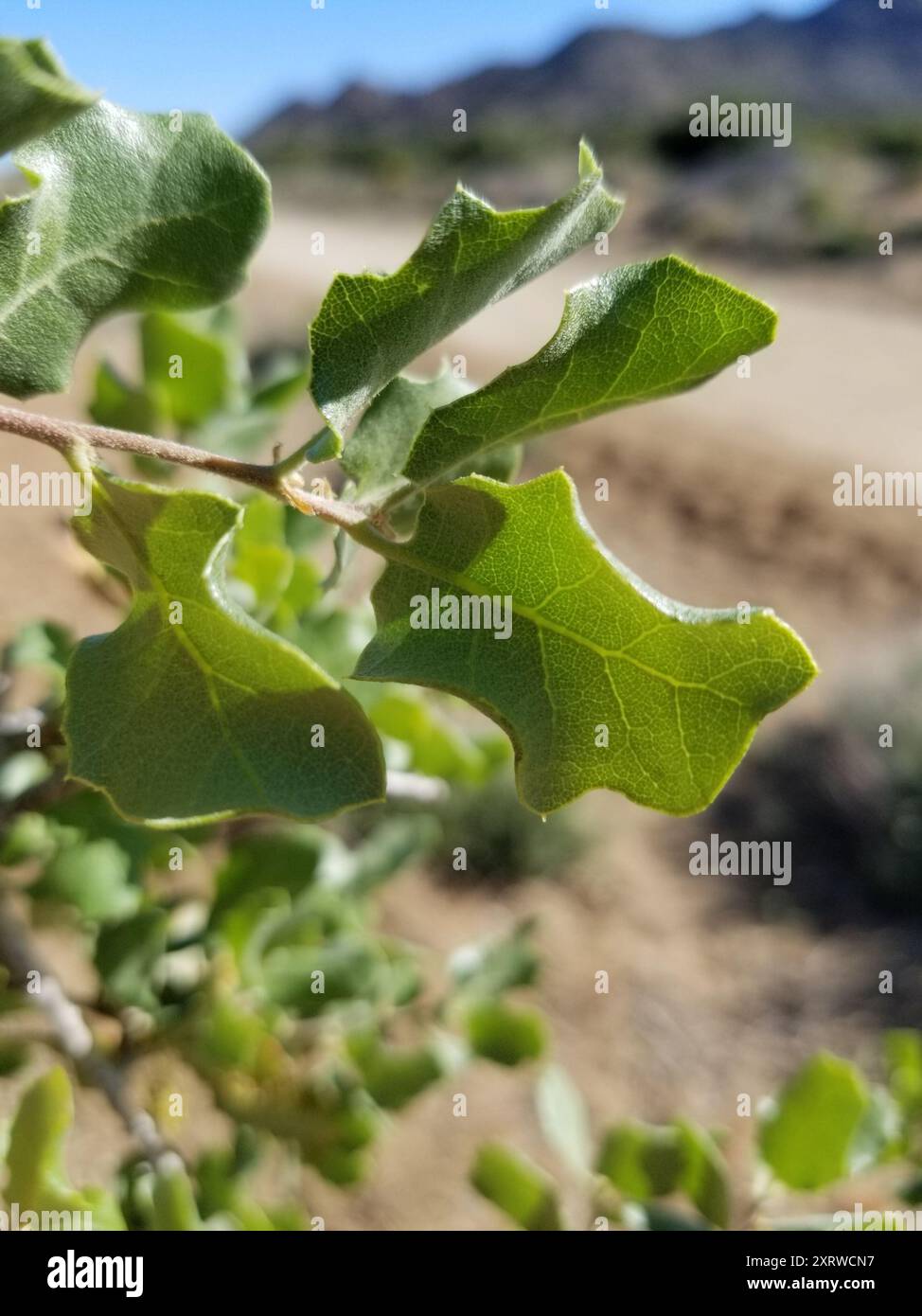 Muller's oak (Quercus cornelius-mulleri) Plantae Stock Photo - Alamy