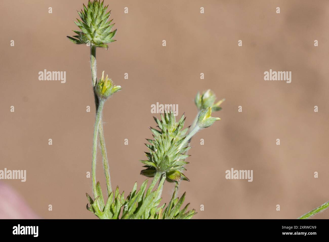 Curveseed Butterwort (Ceratocephala testiculata) Plantae Stock Photo ...