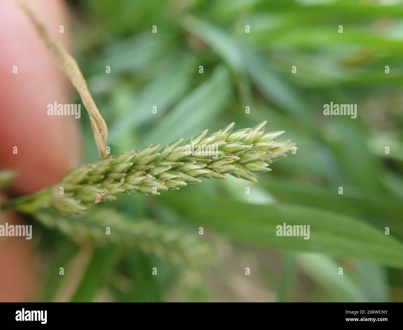Goose Grass (Eleusine indica) Plantae Stock Photo - Alamy