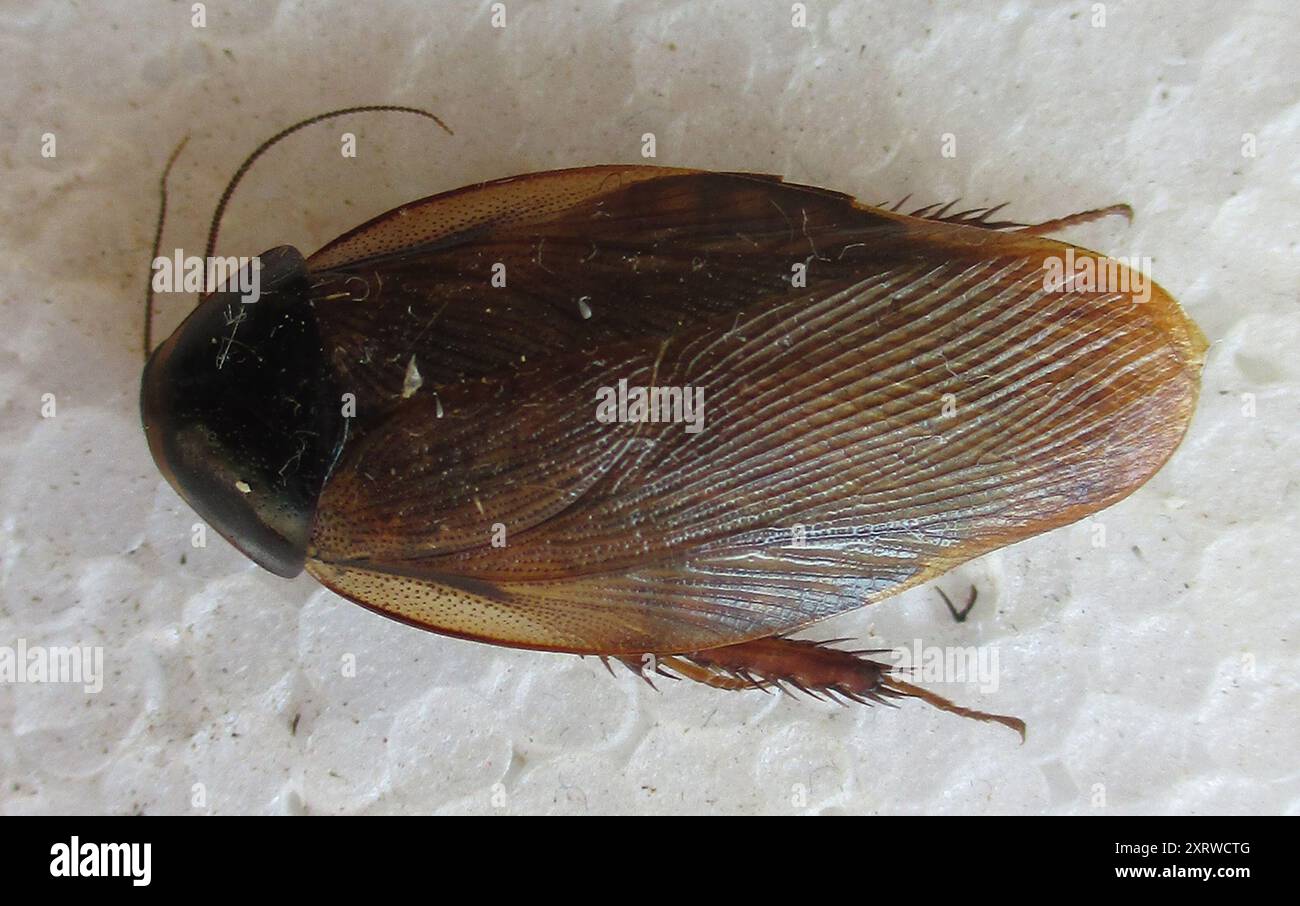 Surinam Cockroach (Pycnoscelus surinamensis) Insecta Stock Photo - Alamy