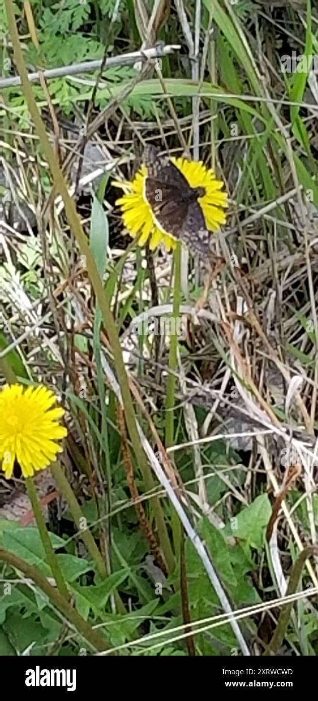 Funereal Duskywing (Erynnis funeralis) Insecta Stock Photo - Alamy