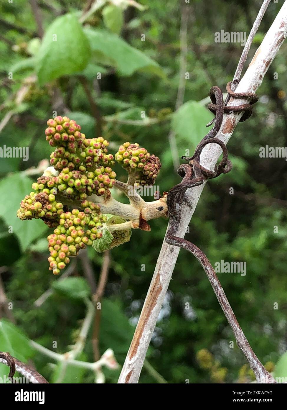 mustang grape (Vitis mustangensis) Plantae Stock Photo - Alamy