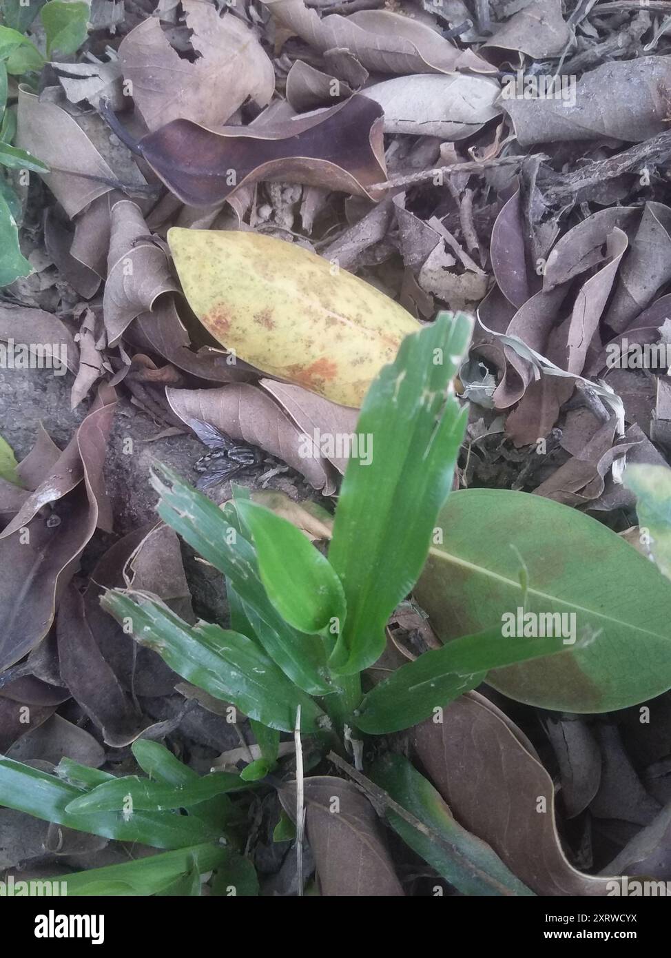 broadleaf carpetgrass (Axonopus compressus) Plantae Stock Photo - Alamy