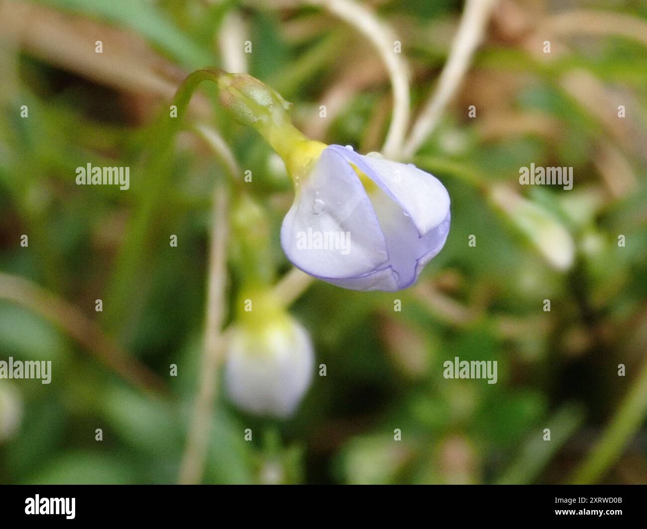 flowering plants (Angiospermae) Plantae Stock Photo - Alamy