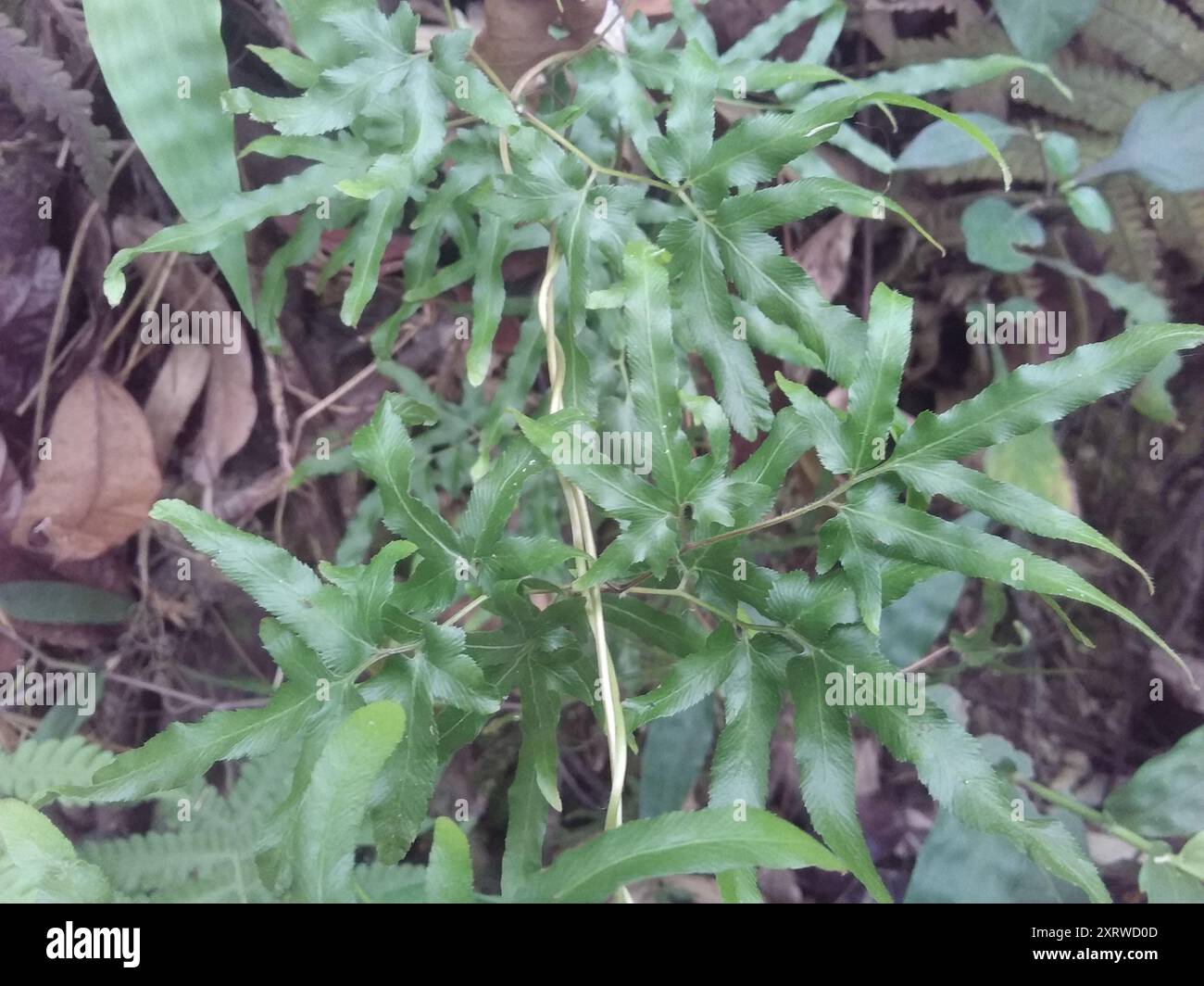 Japanese climbing fern (Lygodium japonicum) Plantae Stock Photo - Alamy
