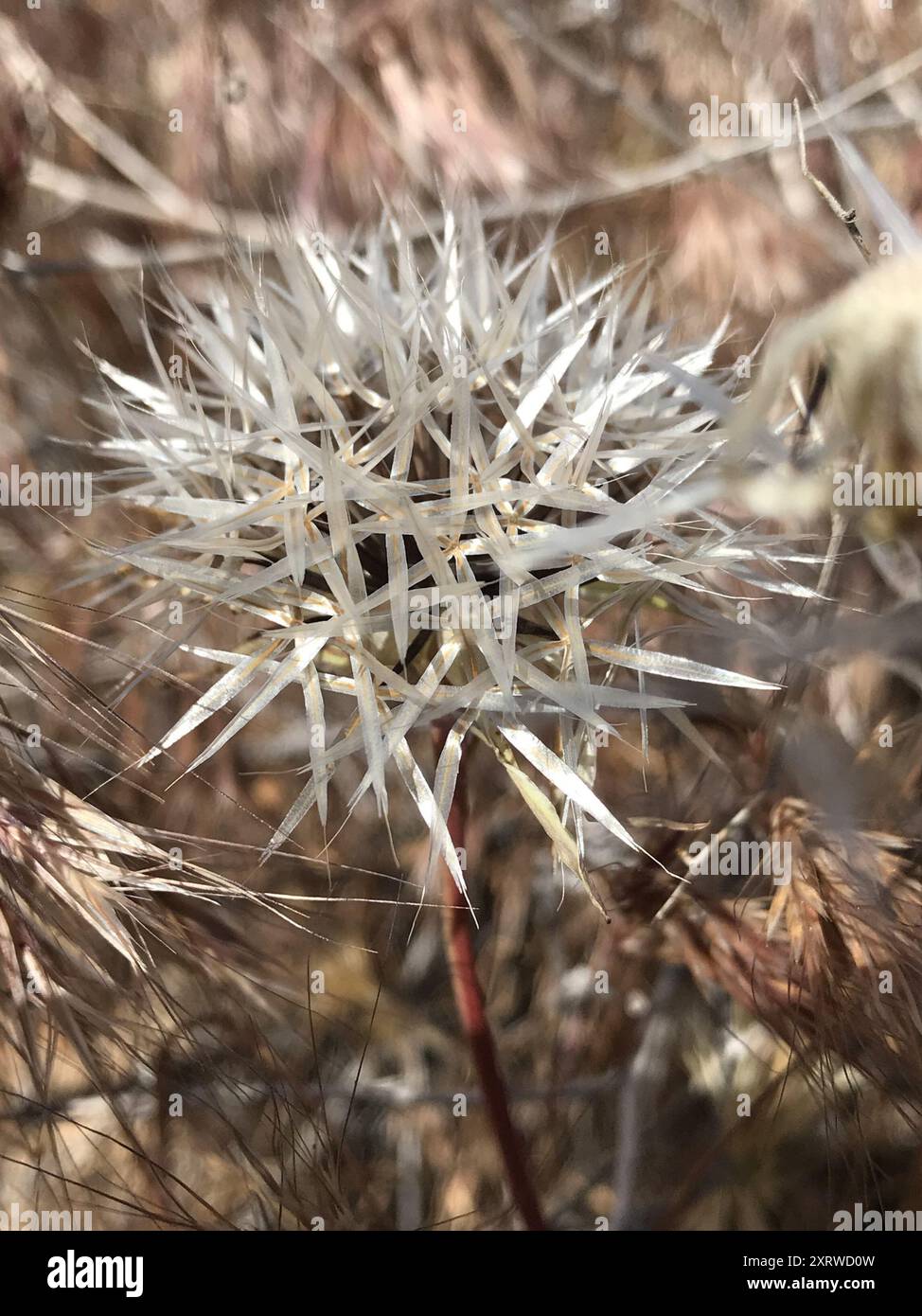 silverpuffs (Uropappus lindleyi) Plantae Stock Photo - Alamy
