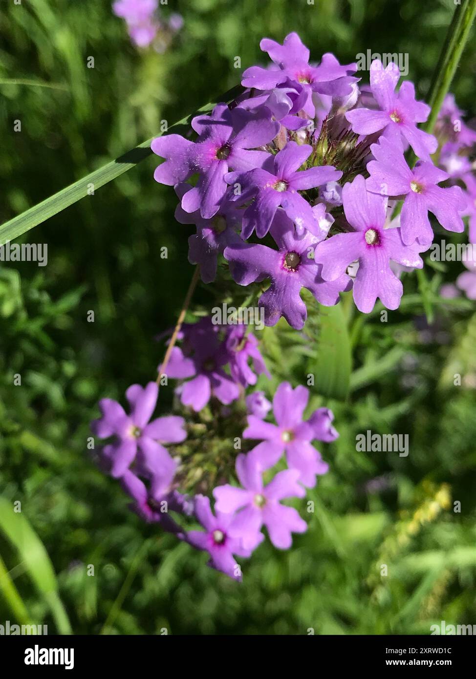 Dakota mock vervain (Glandularia bipinnatifida) Plantae Stock Photo - Alamy