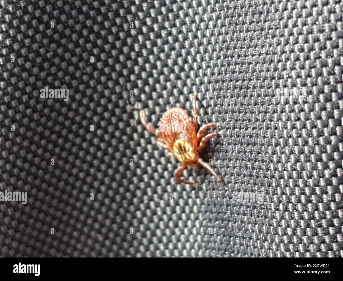 Ornate Cow Tick (Dermacentor reticulatus) Arachnida Stock Photo - Alamy