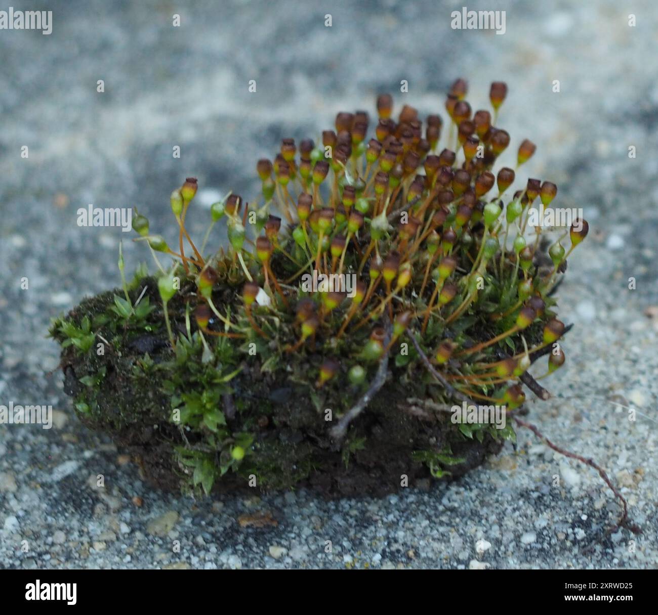 common bladder moss (Physcomitrium pyriforme) Plantae Stock Photo - Alamy