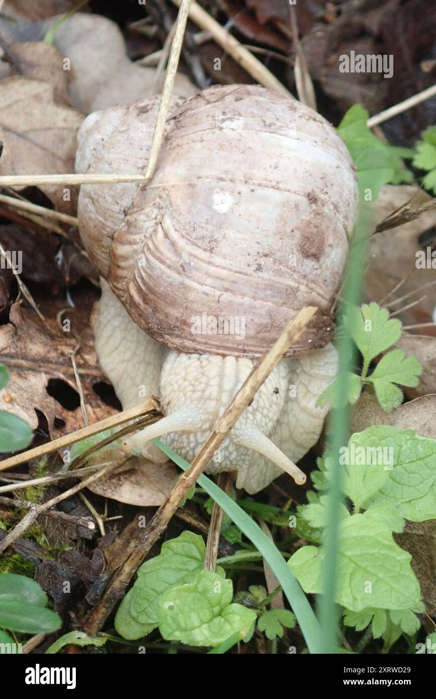 Roman Snail (Helix pomatia) Mollusca Stock Photo - Alamy