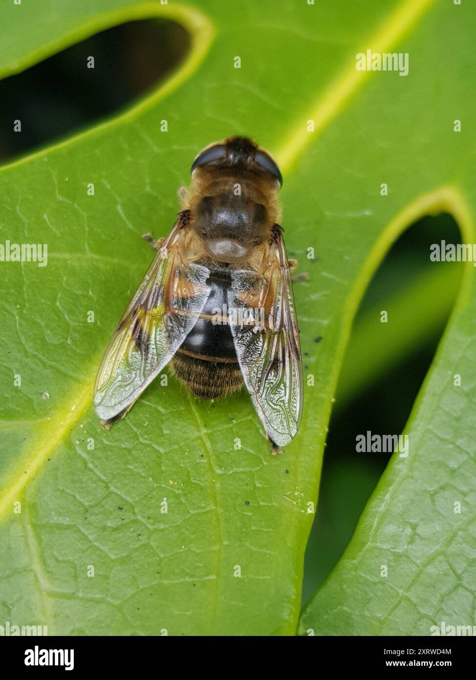 Common Drone Fly (Eristalis tenax) Insecta Stock Photo - Alamy