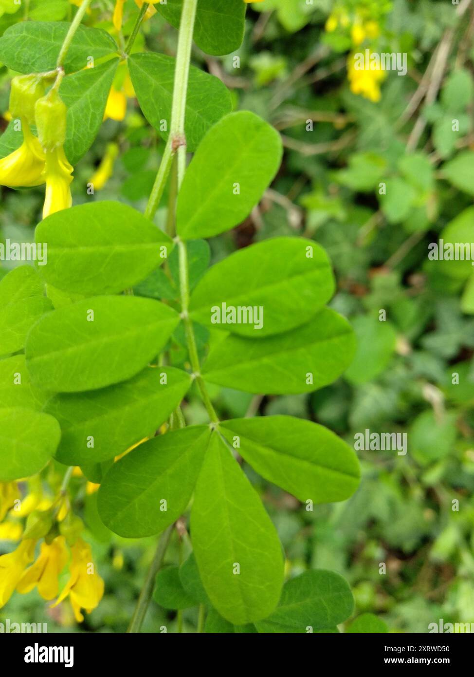 Scorpion Senna (Hippocrepis emerus) Plantae Stock Photo - Alamy