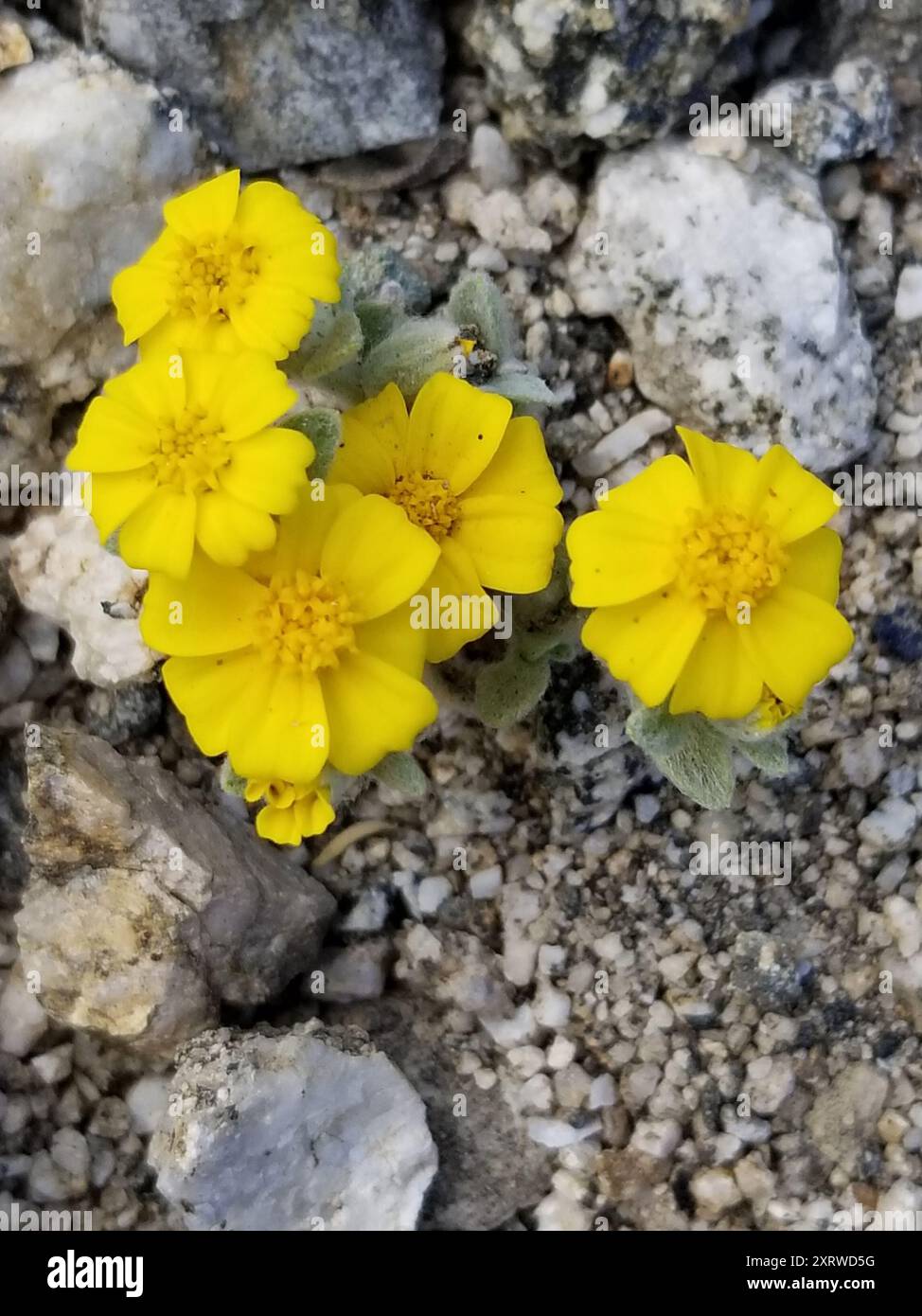 Wallace's woollydaisy (Eriophyllum wallacei) Plantae Stock Photo - Alamy