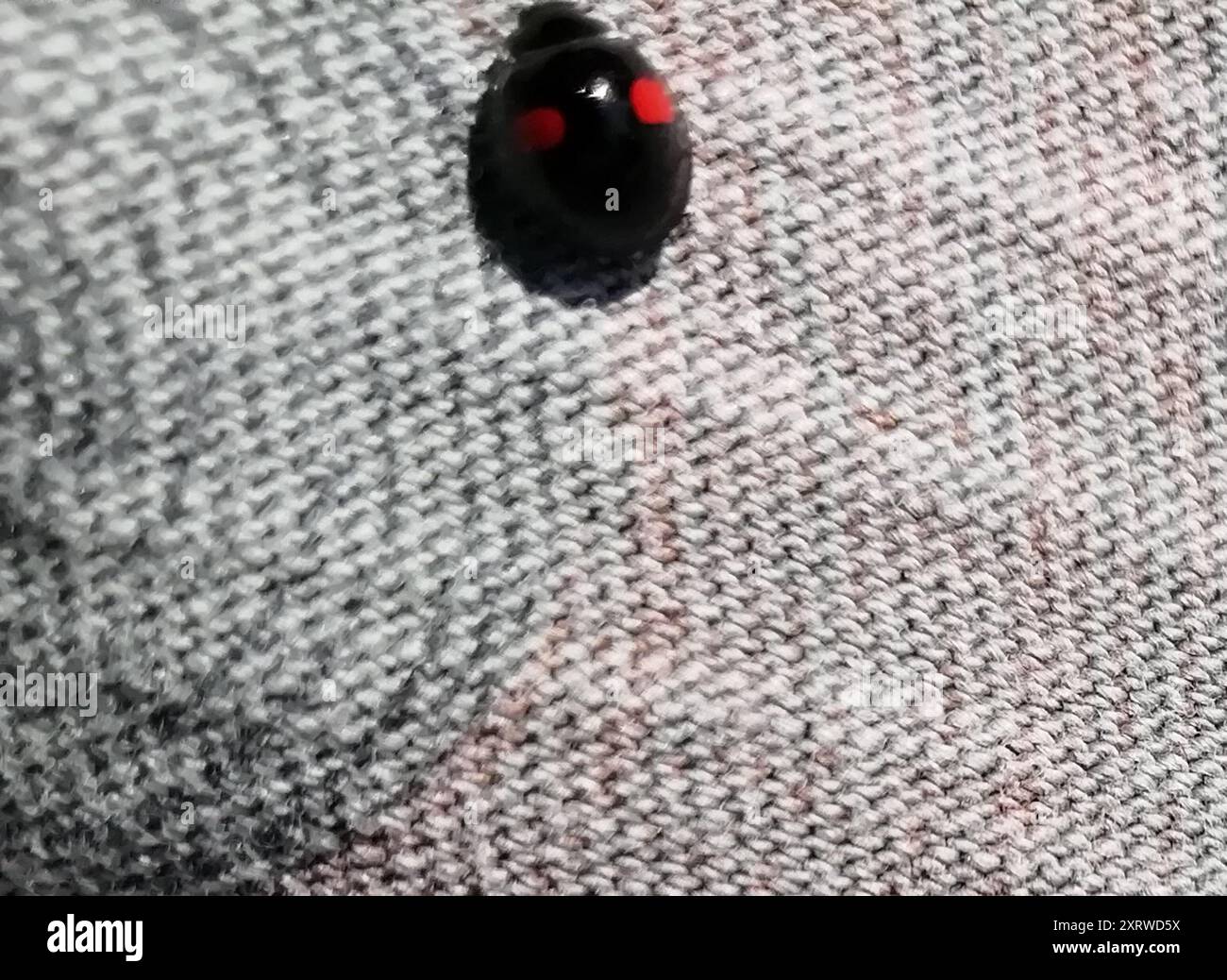 Kidney-spot Ladybird (Chilocorus renipustulatus) Insecta Stock Photo ...