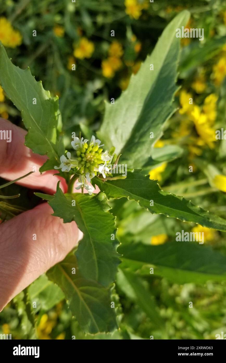 California mustard (Caulanthus lasiophyllus) Plantae Stock Photo - Alamy
