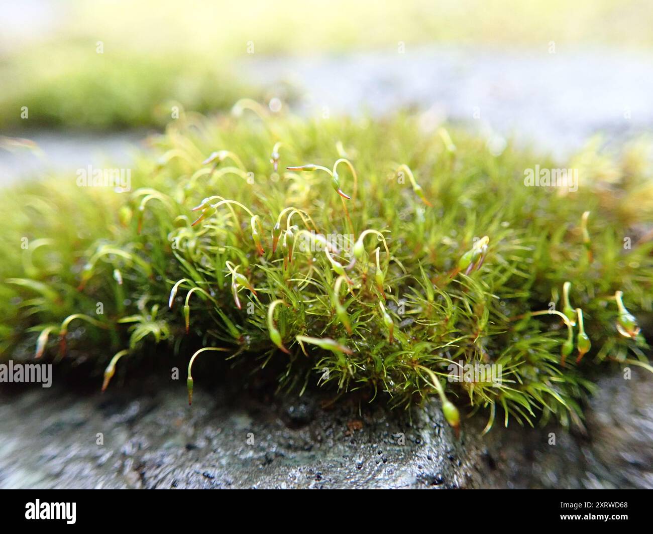 Sharp-leaved Blindia (Blindia acuta) Plantae Stock Photo - Alamy