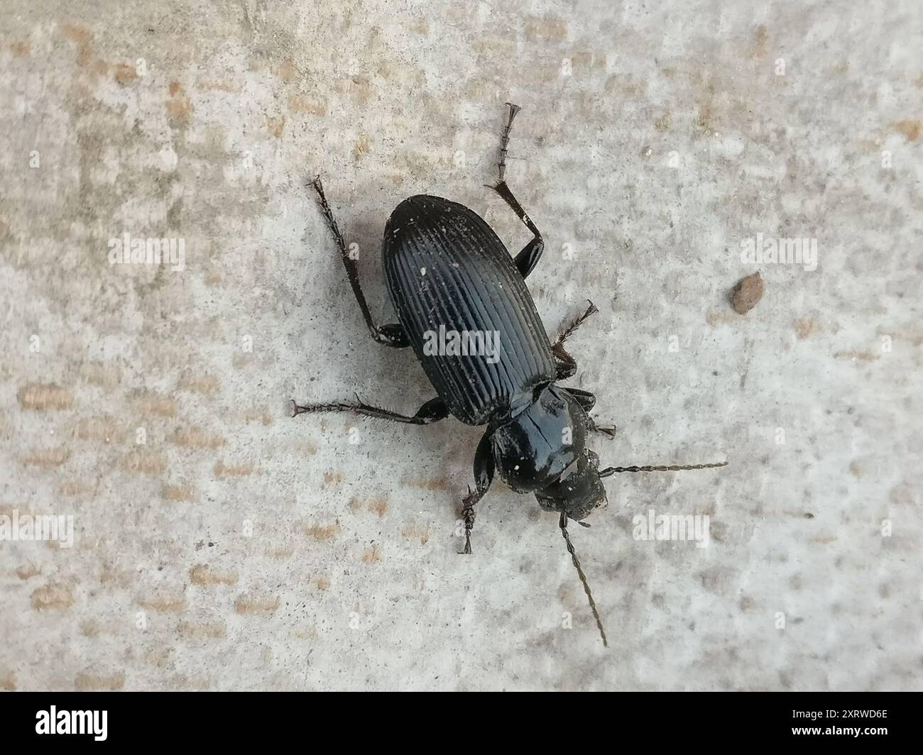 Rain Beetle (Pterostichus melanarius) Insecta Stock Photo - Alamy