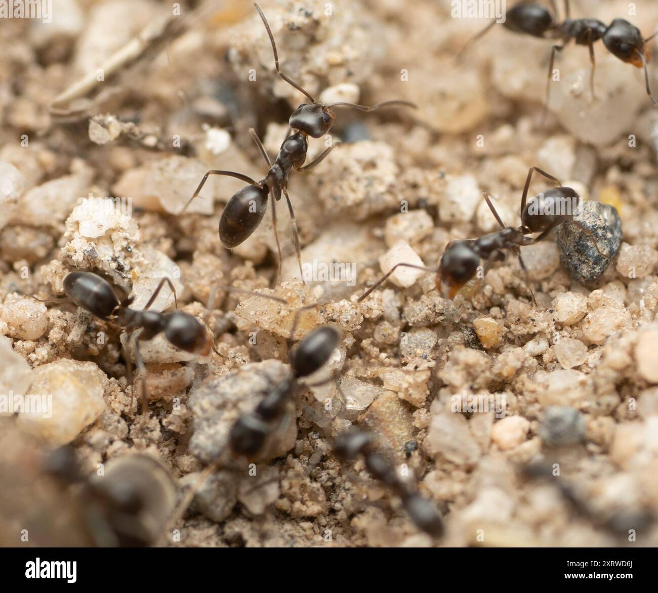 Crazy Pyramid Ant (Dorymyrmex insanus) Insecta Stock Photo - Alamy