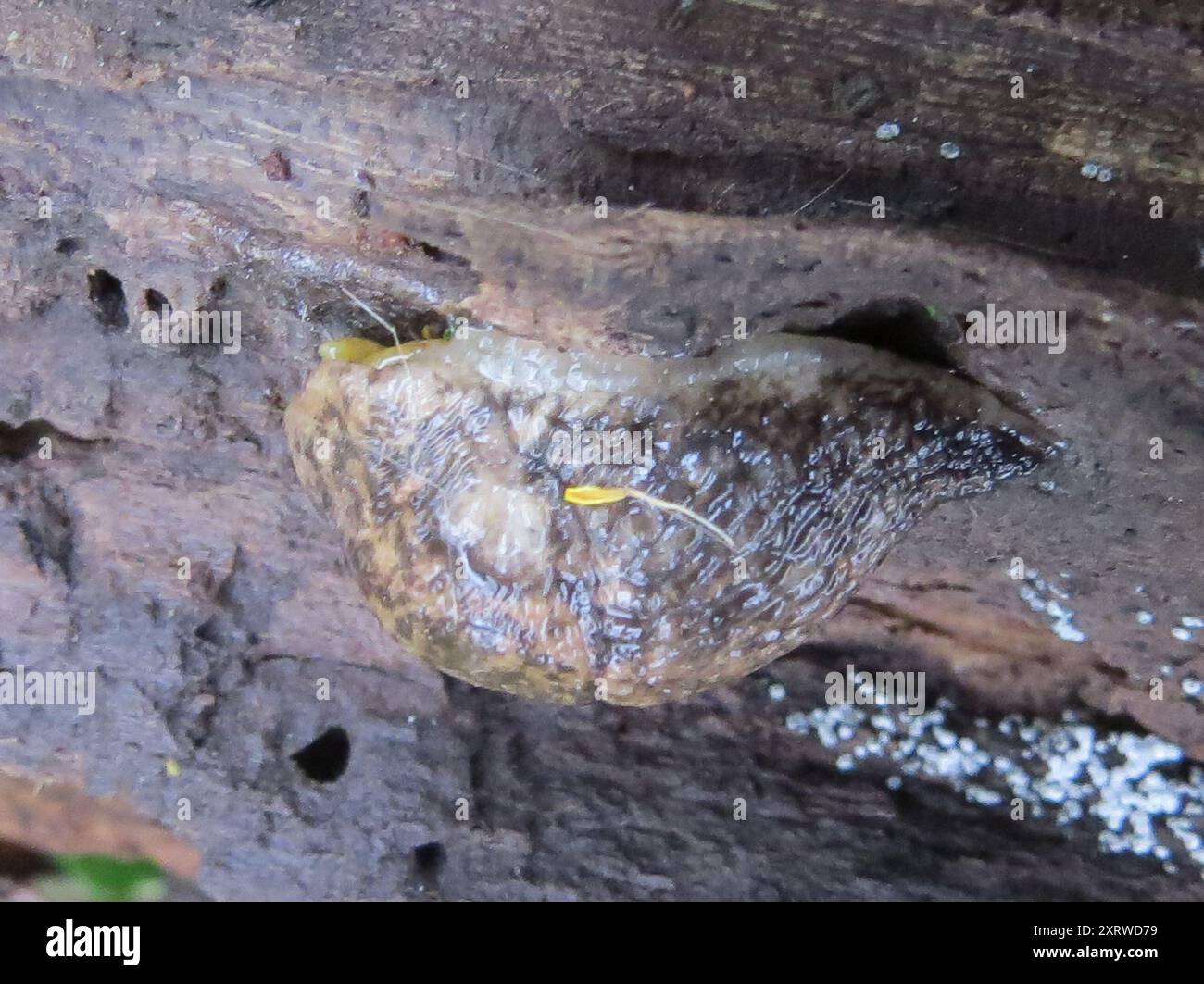 Milky Slug (Deroceras reticulatum) Mollusca Stock Photo - Alamy