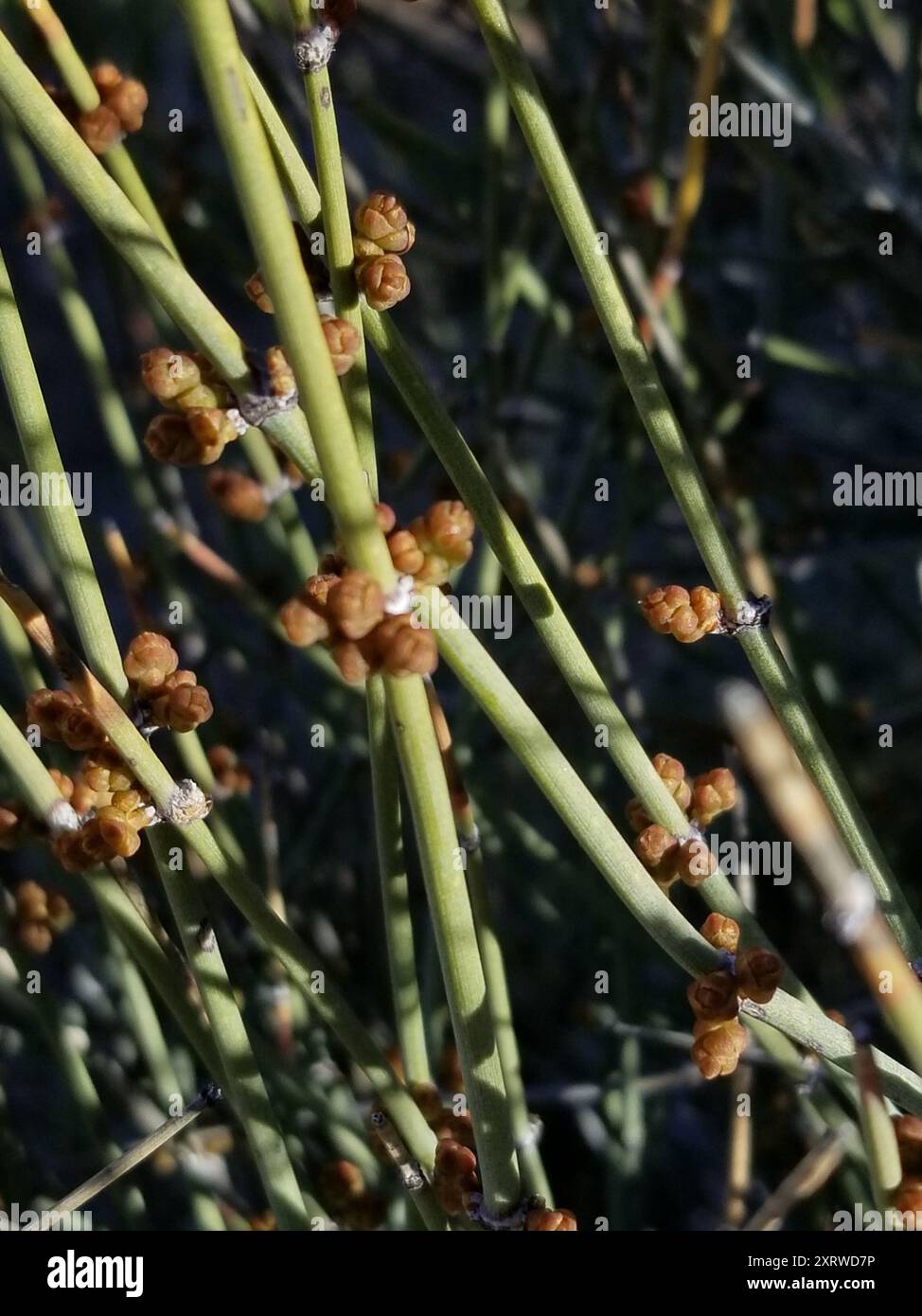 California Jointfir (Ephedra californica) Plantae Stock Photo - Alamy