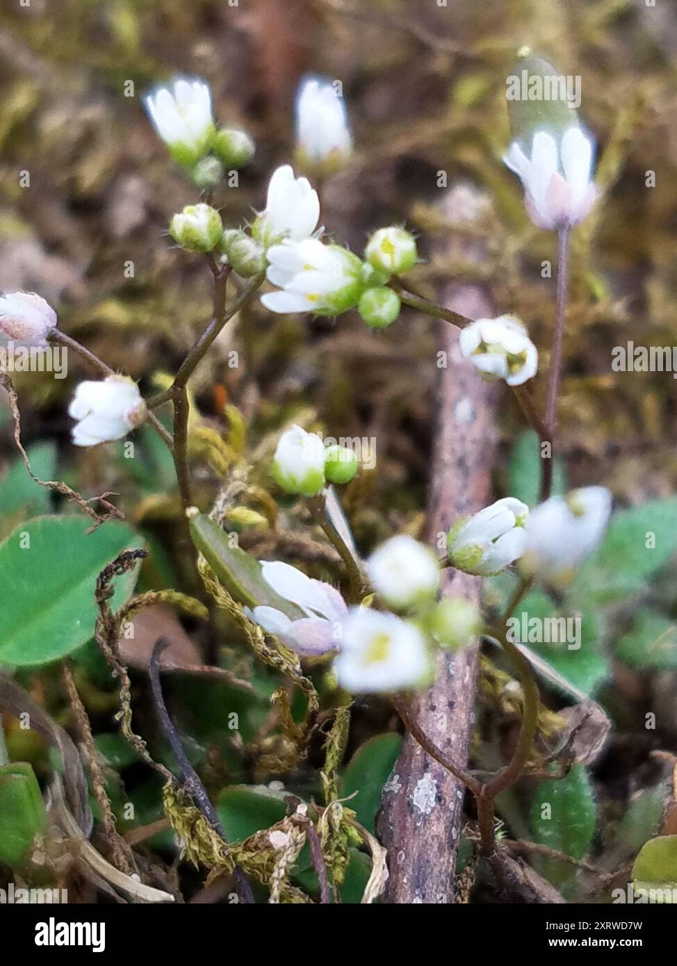 Common Whitlowgrass (Draba verna) Plantae Stock Photo - Alamy