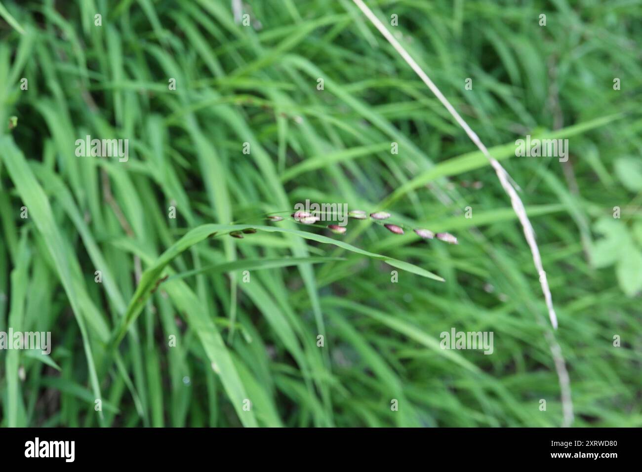 Wood Melick (Melica uniflora) Plantae Stock Photo - Alamy