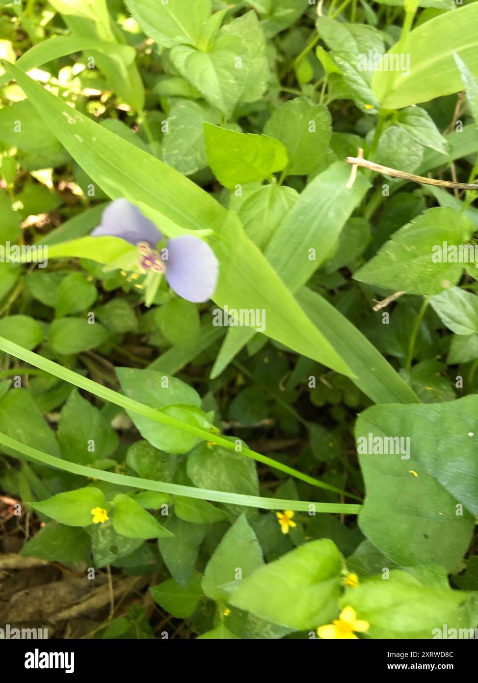 False dayflower (Tinantia anomala) Plantae Stock Photo - Alamy