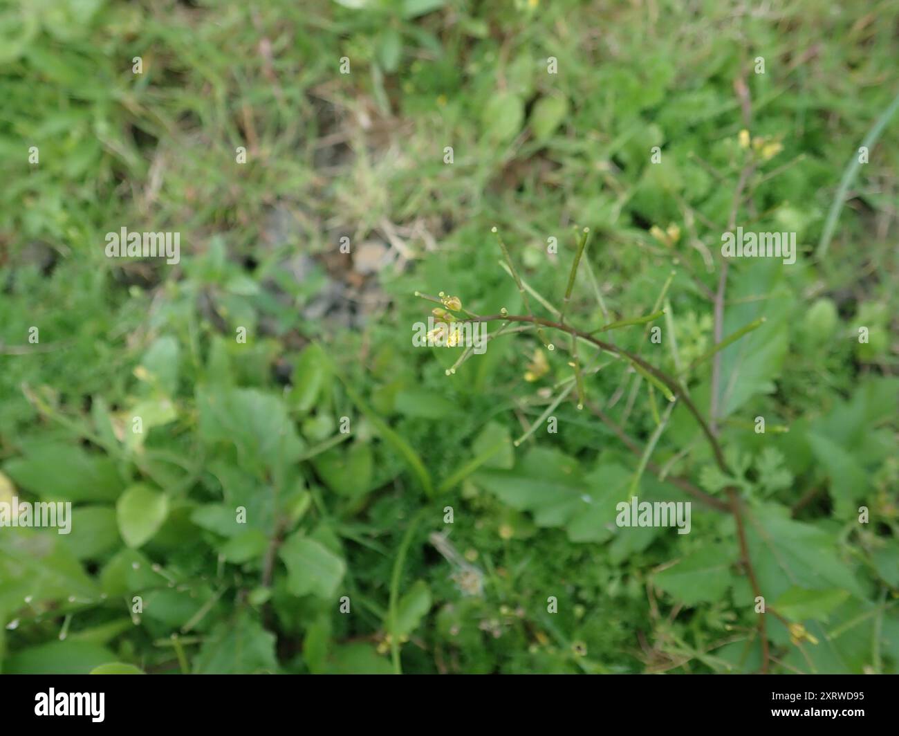 Diverse-leaf Yellowcress (Rorippa indica) Plantae Stock Photo - Alamy