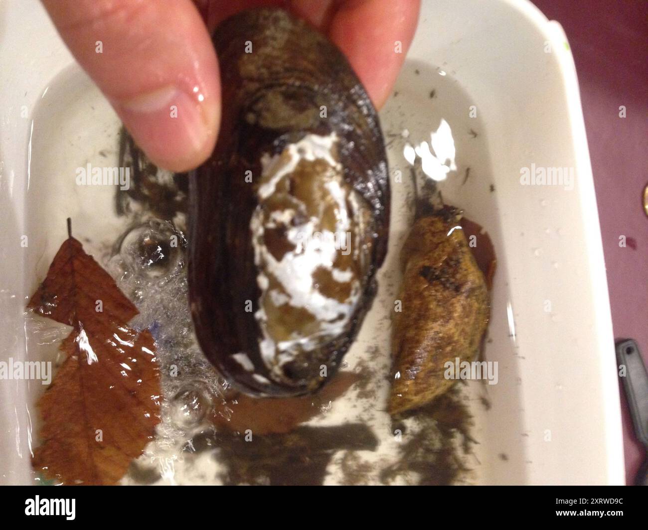 River Mussels (Unionidae) Mollusca Stock Photo - Alamy