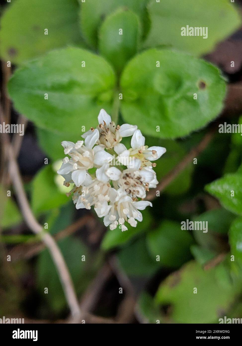 modesty (Whipplea modesta) Plantae Stock Photo - Alamy