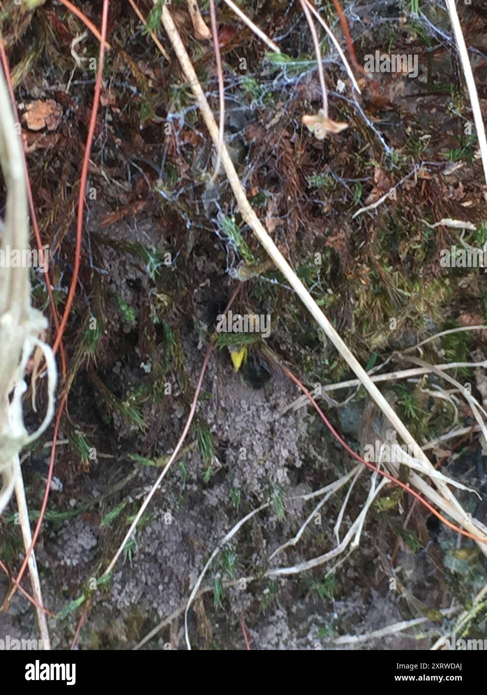 Nomad Bees (Nomada) Insecta Stock Photo - Alamy