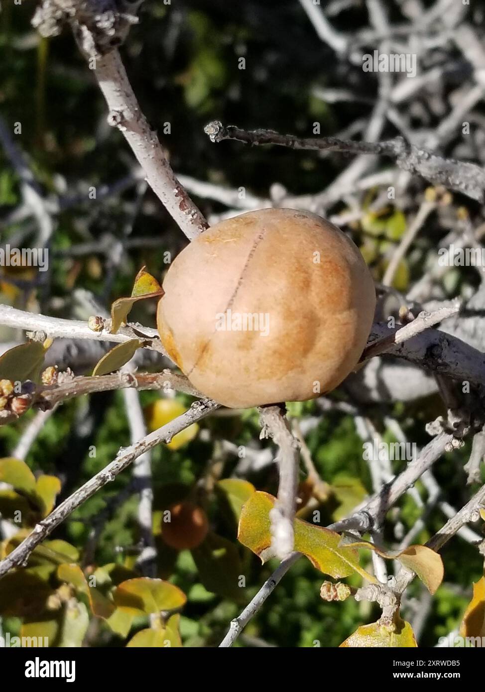 California Gall Wasp (Andricus quercuscalifornicus) Insecta Stock Photo ...