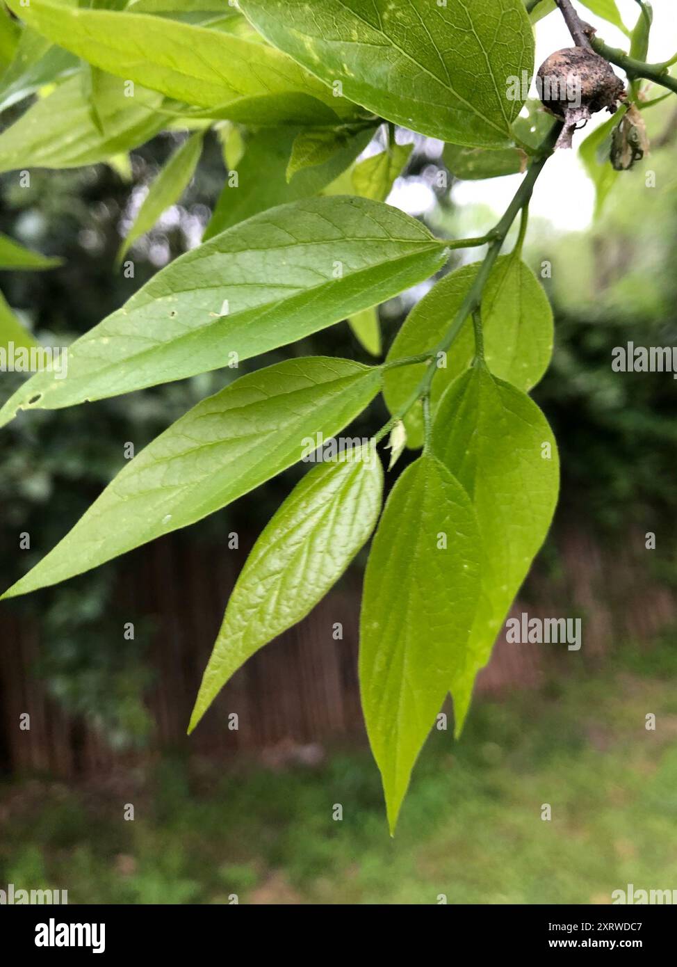 sugar hackberry (Celtis laevigata) Plantae Stock Photo - Alamy