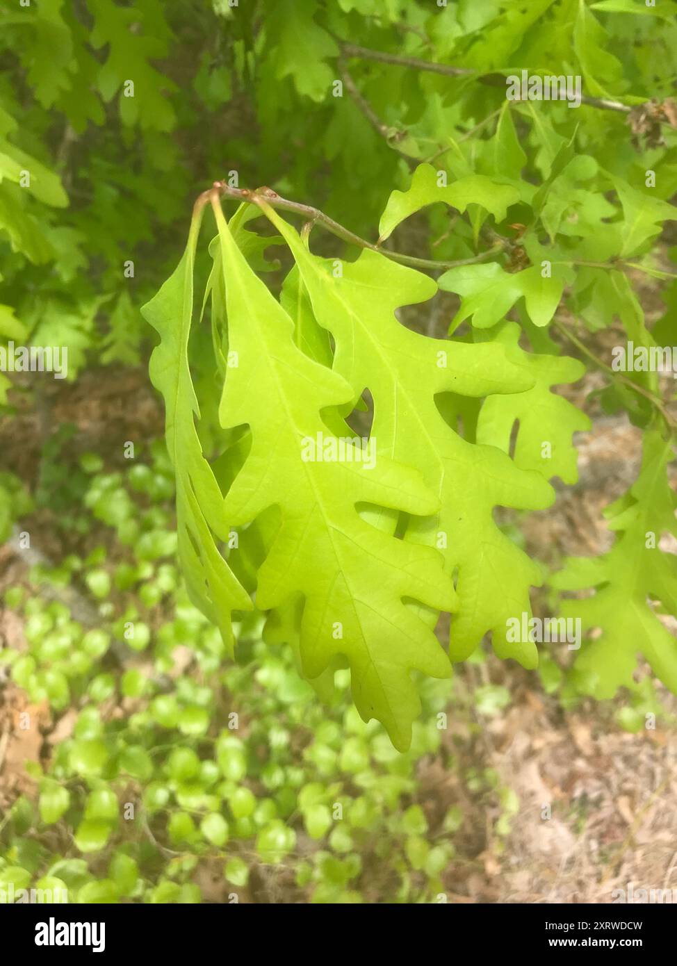white oak (Quercus alba) Plantae Stock Photo - Alamy