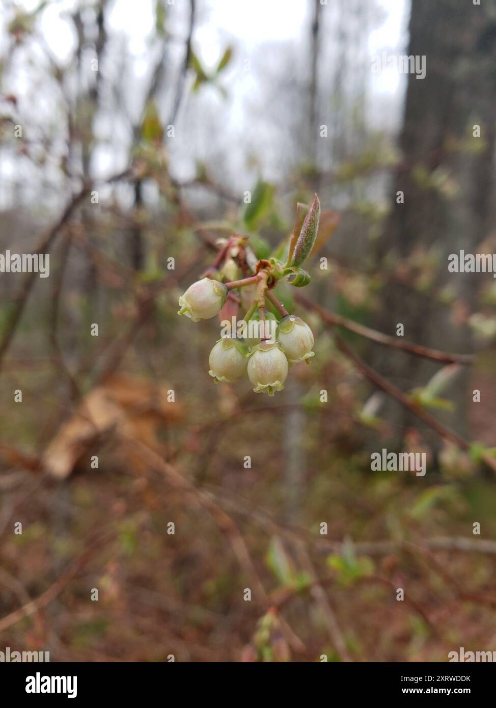 Northern highbush blueberry (Vaccinium corymbosum) Plantae Stock Photo ...