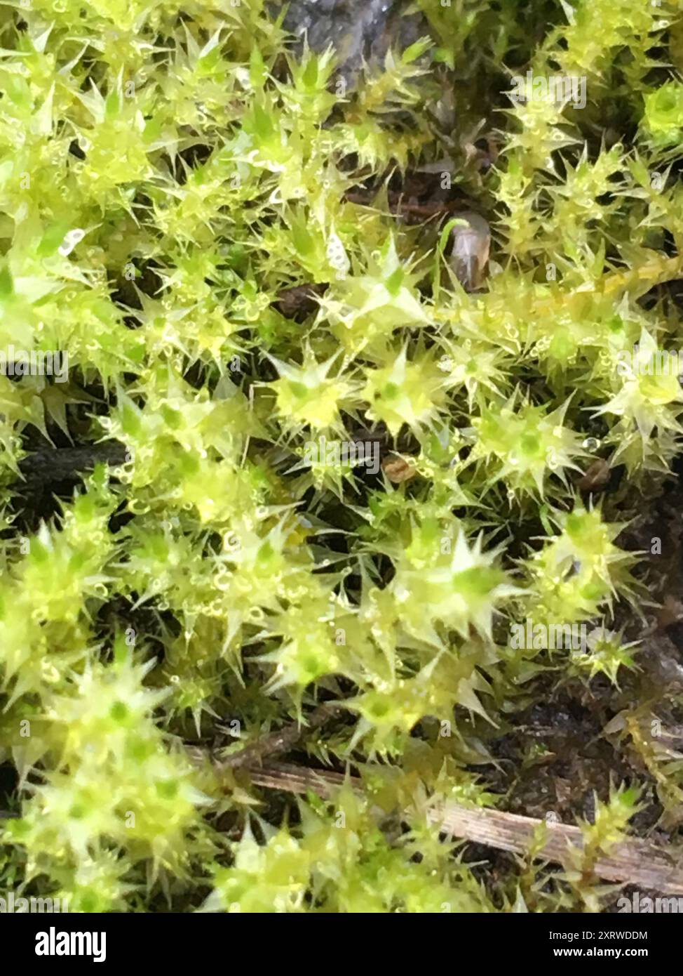 joint-toothed mosses (Bryopsida) Plantae Stock Photo - Alamy