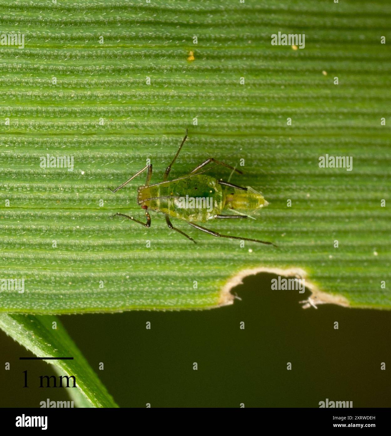 Fragariae hi-res stock photography and images - Alamy