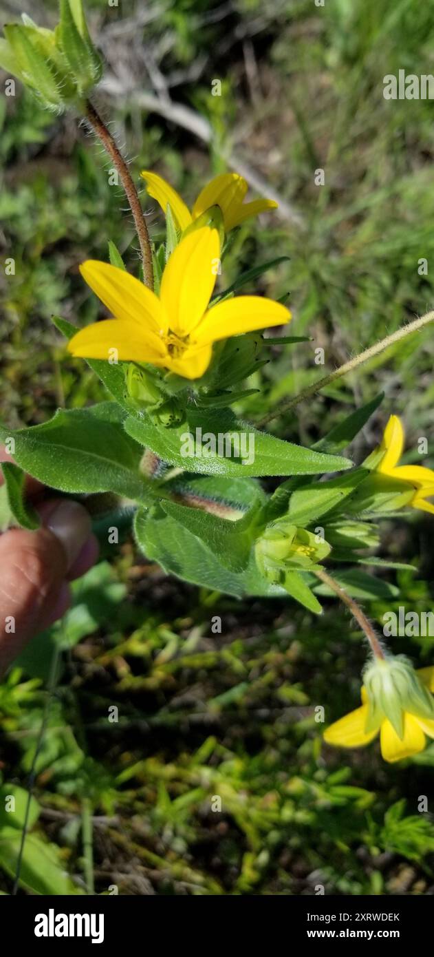 Texas yellow star (Lindheimera texana) Plantae Stock Photo - Alamy