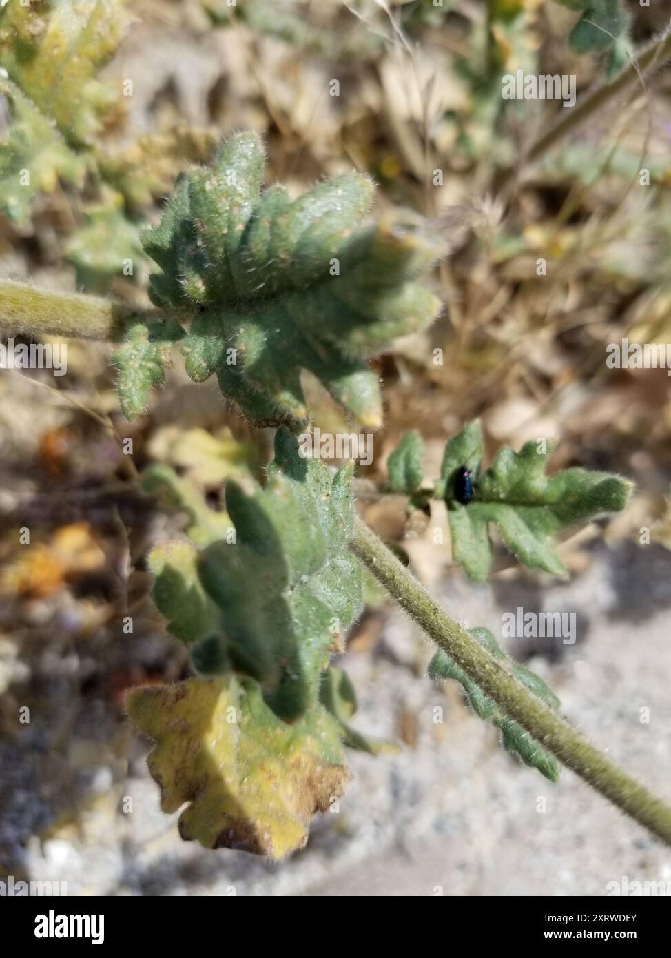 Notch-leaf Scorpionweed (Phacelia crenulata) Plantae Stock Photo - Alamy