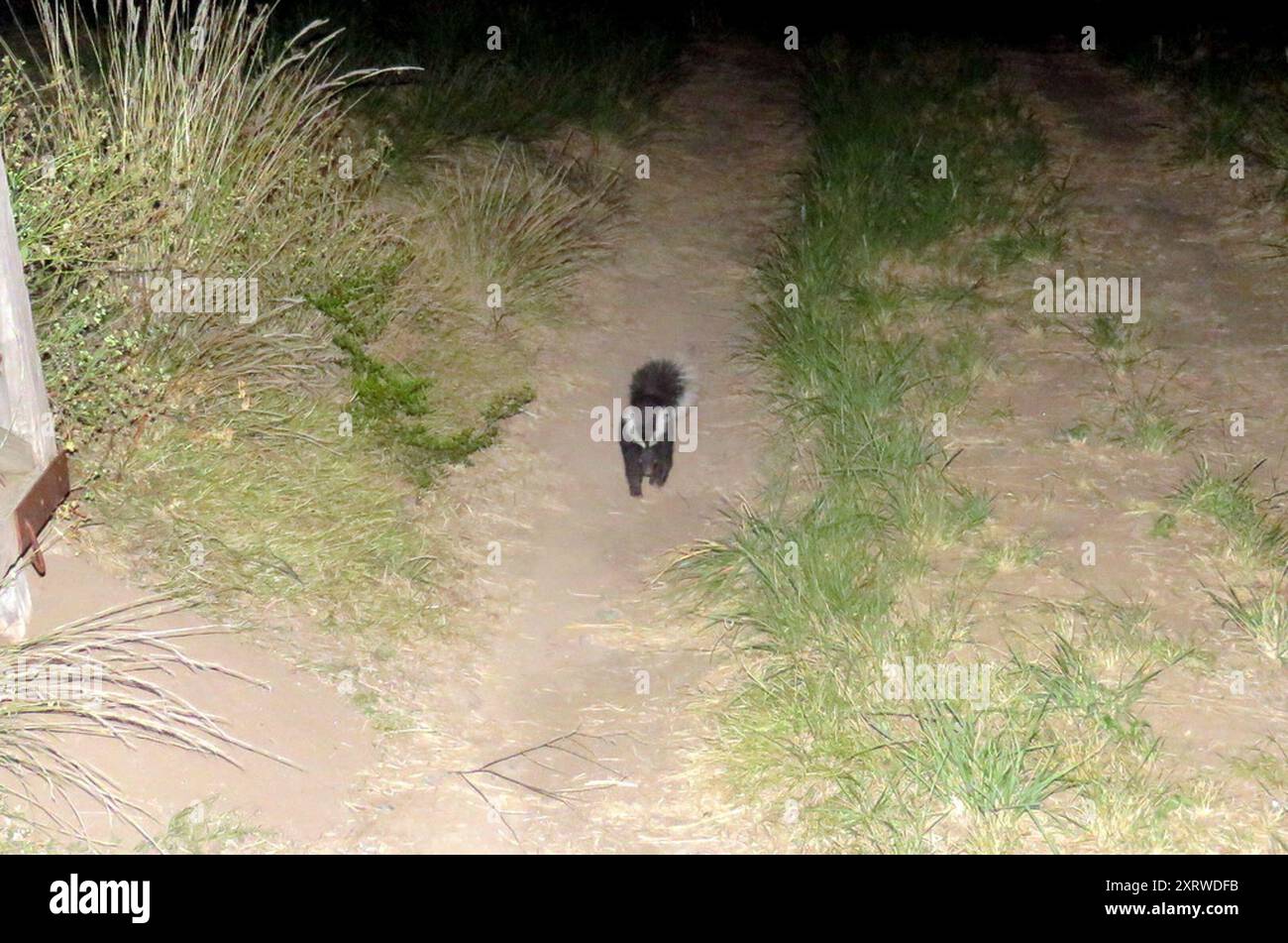 Molina's Hog-nosed Skunk (Conepatus chinga) Mammalia Stock Photo - Alamy