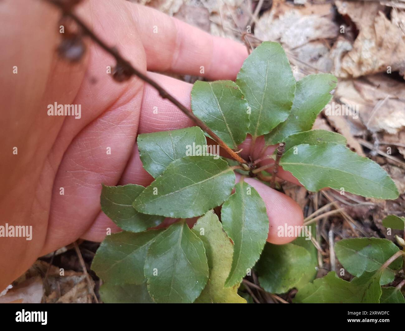 one-sided wintergreen (Orthilia secunda) Plantae Stock Photo - Alamy