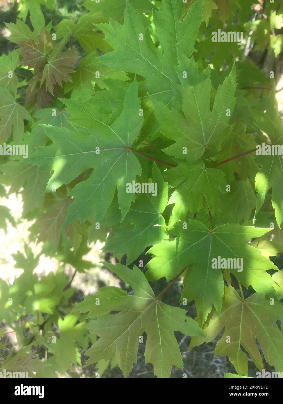 silver maple (Acer saccharinum) Plantae Stock Photo - Alamy