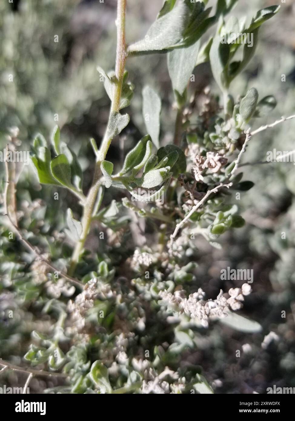 Cattle Saltbush (Atriplex polycarpa) Plantae Stock Photo - Alamy