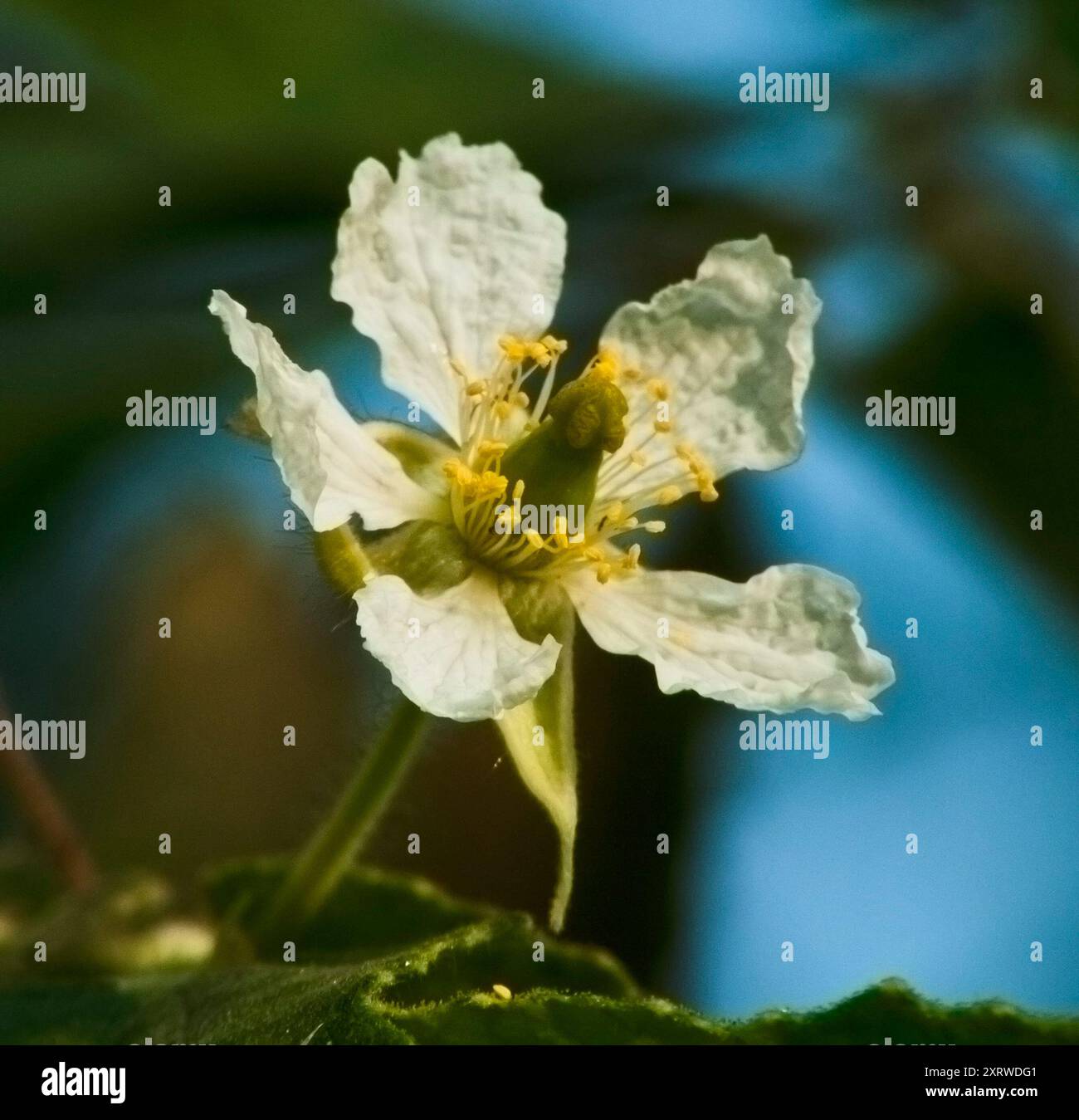 calabur tree (Muntingia calabura) Plantae Stock Photo - Alamy